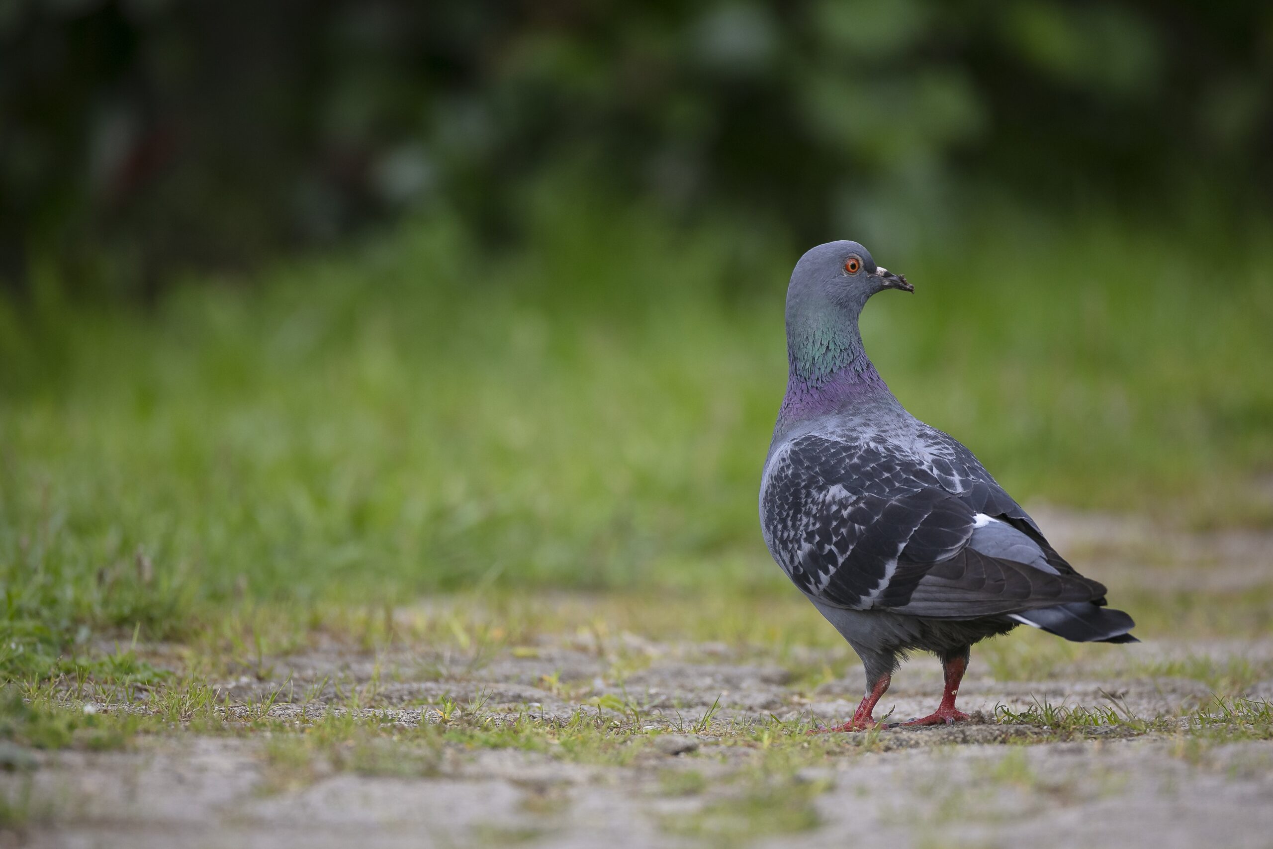 Effective Pigeon Control Solutions for a Bird - Las Vegas - Nevada