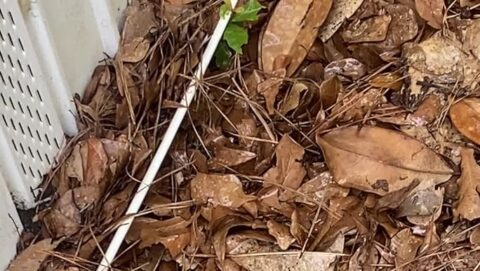 Onslaught Fastcap Spider & Scorpion Insecticide - American Pest Control