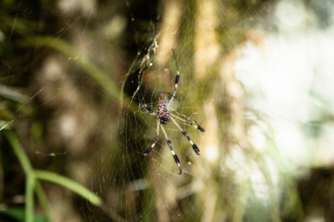 spider infestations - signs of spider infestation