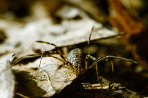 Onslaught Fastcap Spider & Scorpion Insecticide - American Pest Control