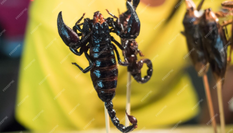 scorpion killer - scorpion killers - scorpion repellent in Las Vegas