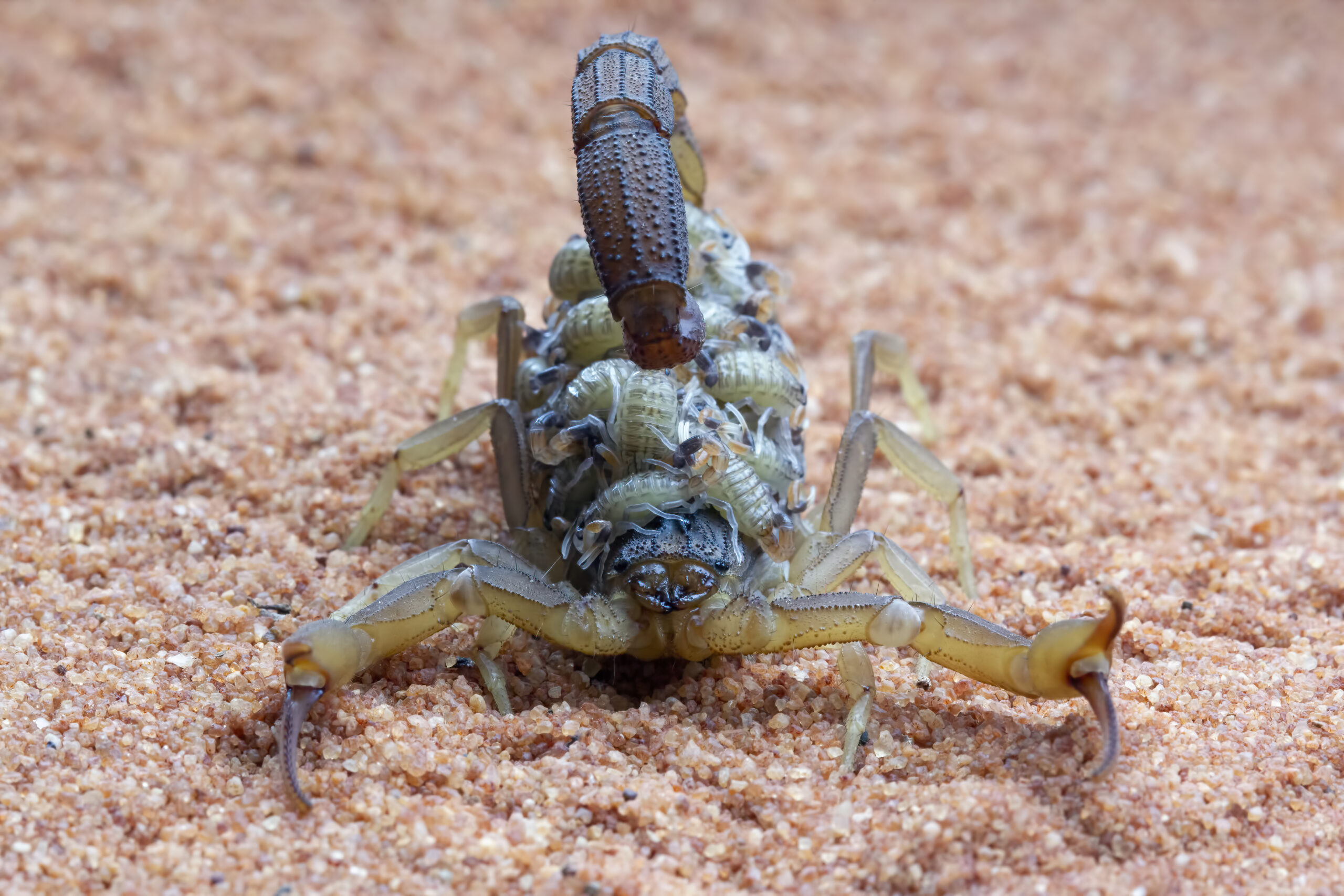 Baby Scorpion Acro