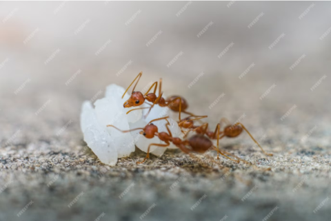 baby ants - common house ant eggs in house - baby ant bites in LV