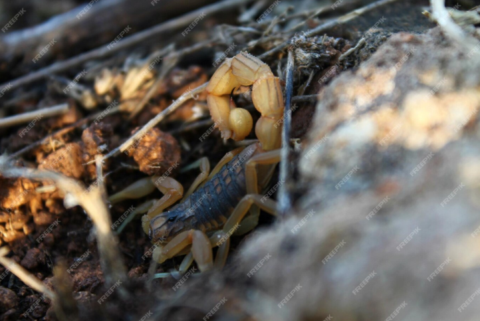 Where do scorpions live - habitat for scorpions in Las Vegas