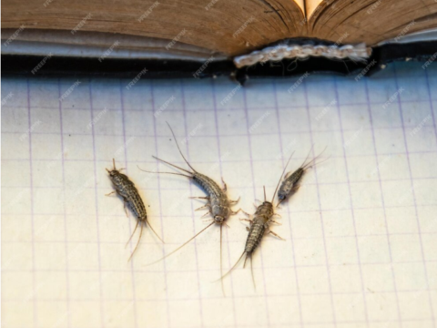 What Do Silverfish Eat - what do silverfish eat - silverfish eat what