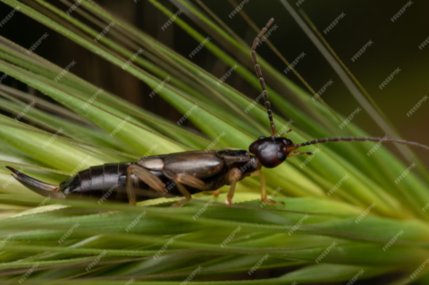 Earwig exterminator in las vegas - Las Vegas Earwig Control