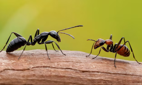 The Complete Life Cycle and Behavior of Carpenter Ants