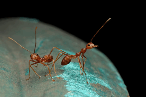Fire Ant Biology Red Imported Fire Ants and Their Behavior