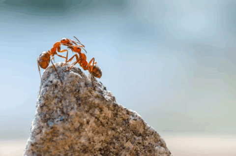 Fire Ant Identification for Recognizing Fire Ants