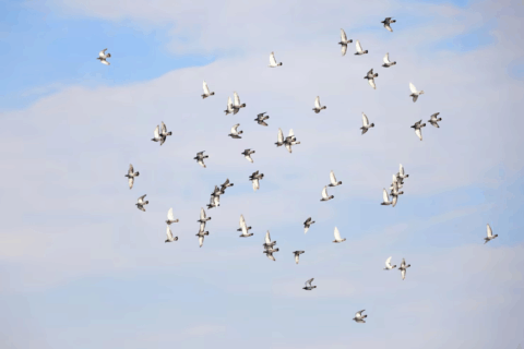 Do Pigeons Migrate